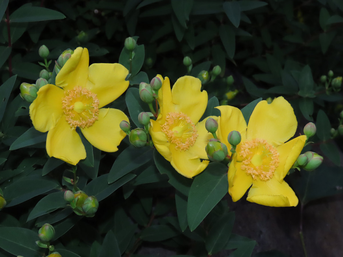 シングル、ダブル、トリプル: white-boots-walker