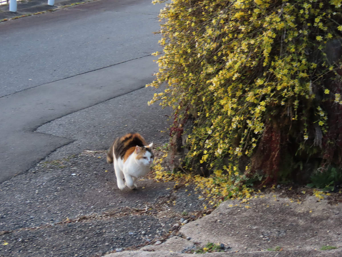 宿敵ステンレスセキレイ: white-boots-walker