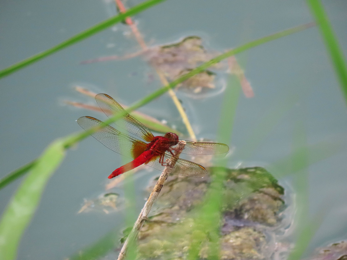 こうぞ他: white-boots-walker